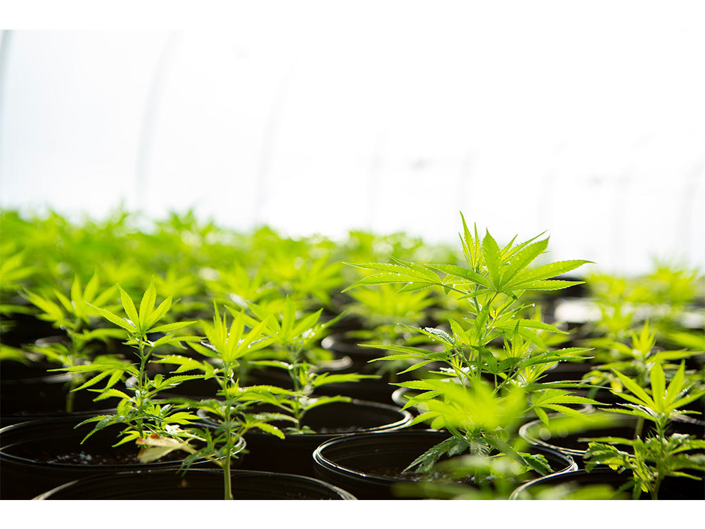 Into the Weeds of the USDA Hemp Regulations - Stites & Harbison PLLC